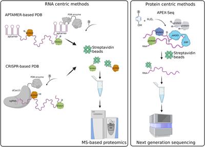 Frontiers | Proximity-dependent biotinylation technologies for mapping RNA-protein interactions ...